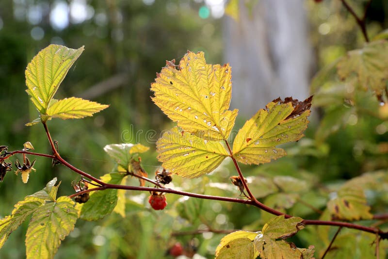 Nice Autum Raspberry-bush Twig Stock Image - Image of forest, colors ...