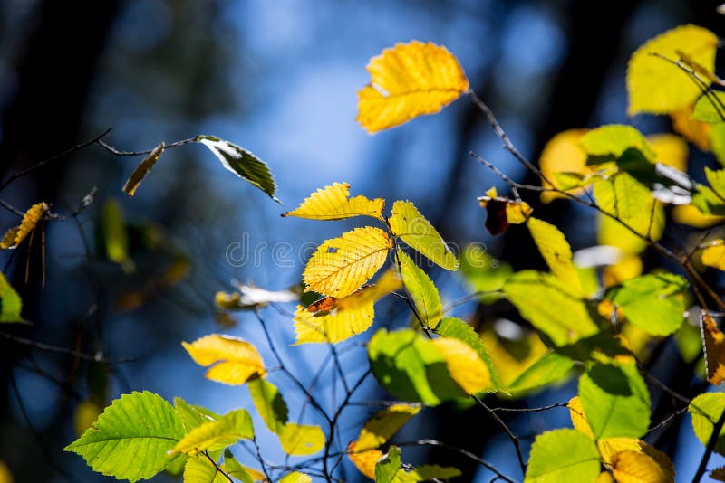 Nice Autumn Abstract Tree Twig Stock Photo - Image of branch, plant ...