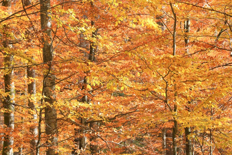 Autumn beech forest stock image. Image of forest, beech - 261030545