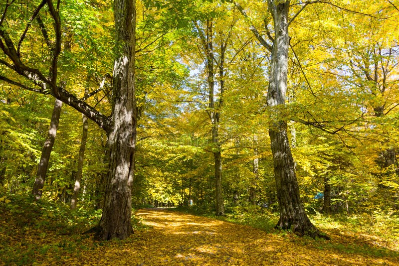 Nice autumn forest stock image. Image of orange, golden - 129551803