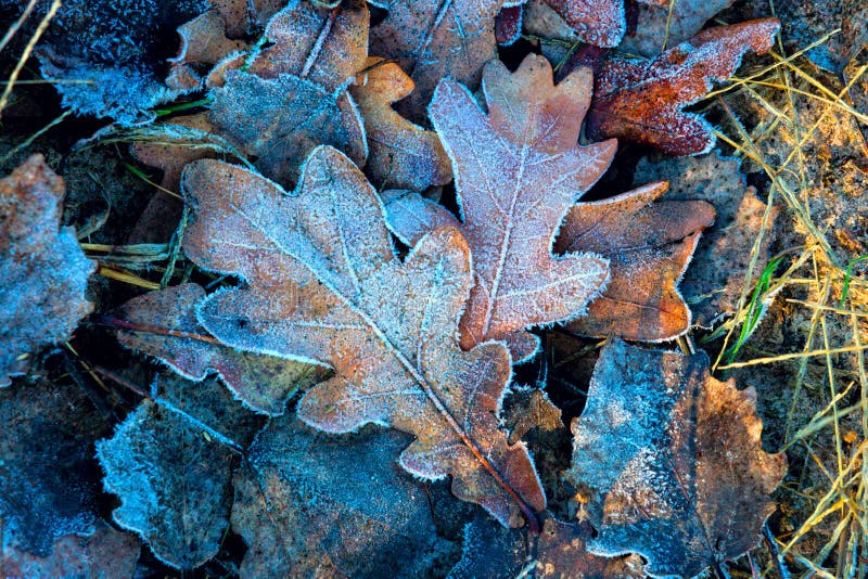 Nice Autumn Frosted Leafs Stock Photos - Free & Royalty-Free Stock ...