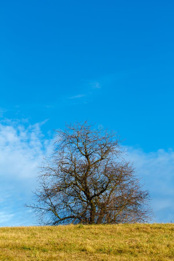 Nice Autumn Landscape with Tree Stock Image - Image of clear, blue ...