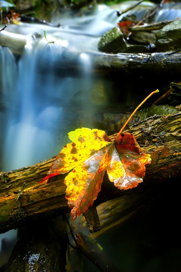 Autumn Leaf on Stream Background Stock Image - Image of bright, rock ...
