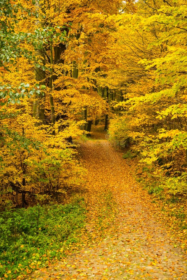 Nice autumn scenery stock image. Image of falling, outdoor - 72507657