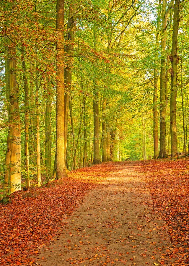 Nice autumnal scene stock image. Image of color, light - 96889521