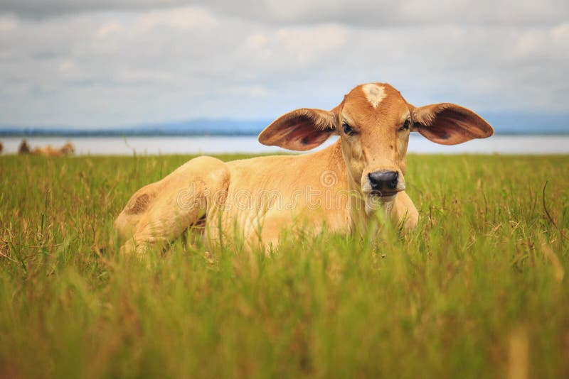 Sleeping Cow Stock Images - Download 430 Royalty Free Photos