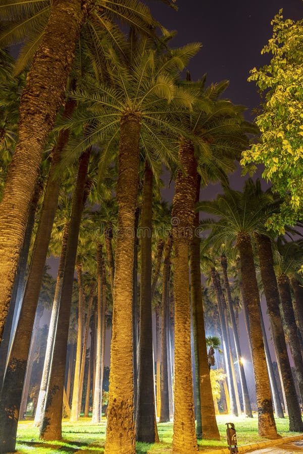 Night2019 Stock Photos - Free & Royalty-Free Stock Photos from Dreamstime