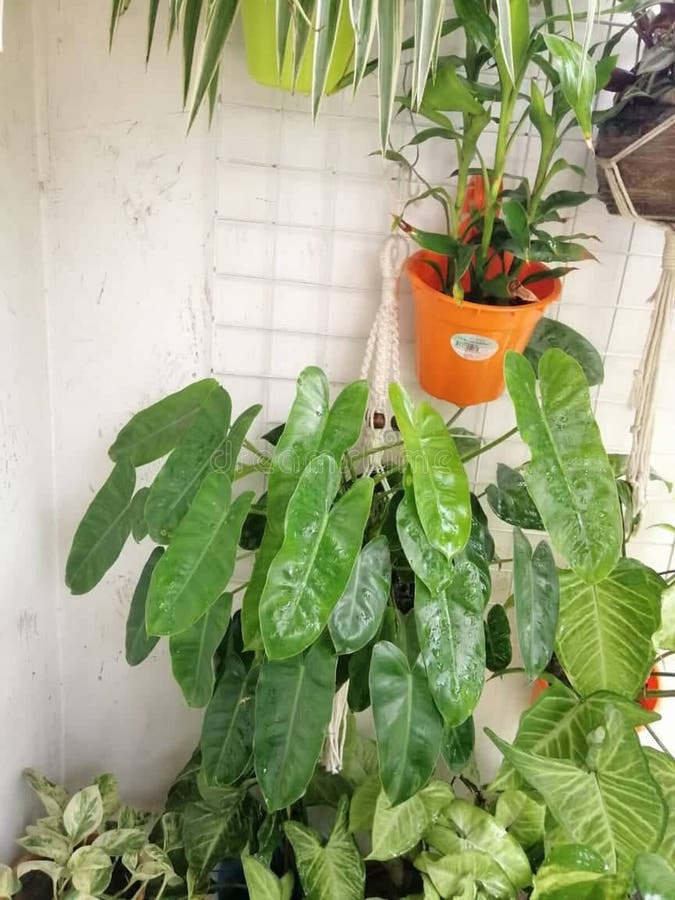 Nice Balcony Wall Garden Plant Stock Photo - Image of hobby, green ...