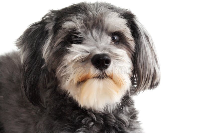 Nice dog stock image. Image of isolated, mammal, nice - 4176127