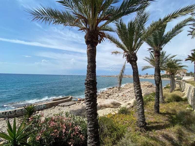 Nice Beach in the Mediterranean with Palm Trees, Located in Alicante ...