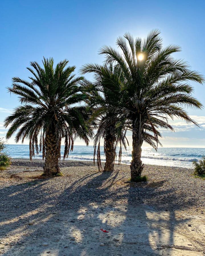Nice Beach in the Mediterranean with Palm Trees, Located in Alicante ...