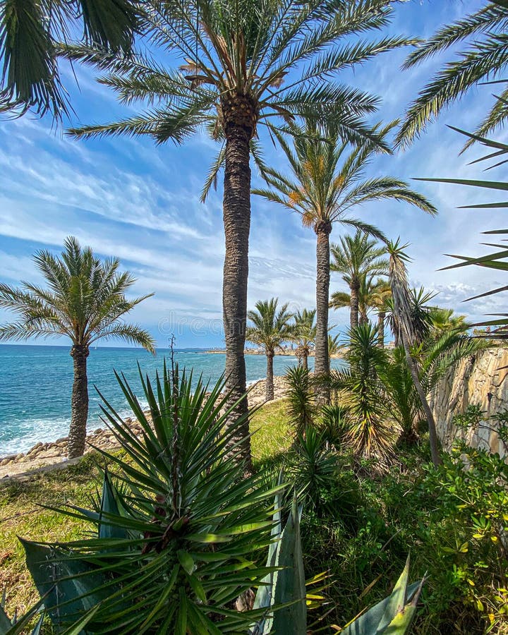 Nice Beach in the Mediterranean with Palm Trees, Located in Alicante ...
