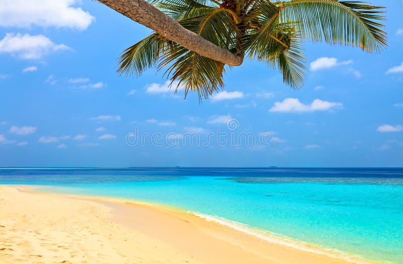 Nice beach with palm tree stock image. Image of green - 1744205
