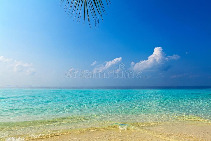 Nice beach with palm tree stock image. Image of green - 1744205