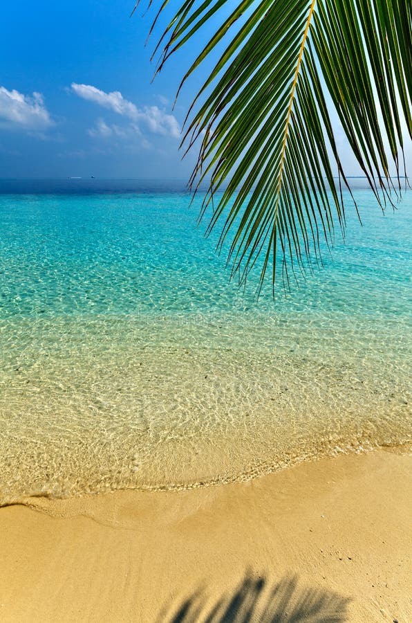 Nice beach with palm tree stock image. Image of green - 1744205