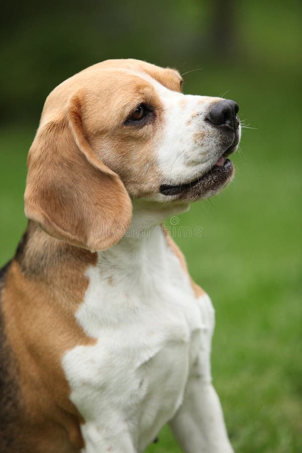 Nice beagle sitting stock photo. Image of peace, peaceful - 33578968