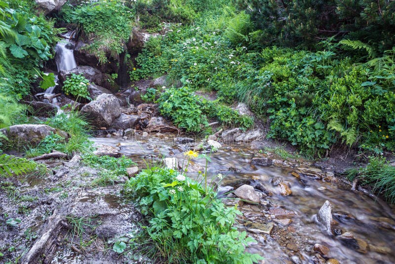Nice Beautiful Mountain Stream Stock Photo - Image of green, natural ...