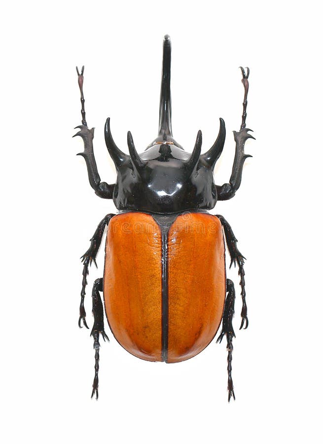 Nice Beetle in White Background Stock Image - Image of rare, beetle ...