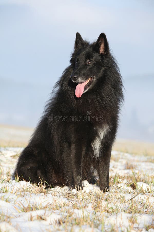 Nice Belgian Shepherd Groenendael in Winter Stock Photo - Image of ...