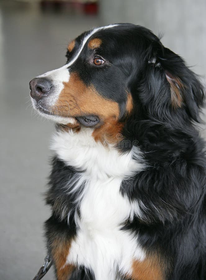 Nice Berner Dog 1 stock photo. Image of devoted, legged - 1992640