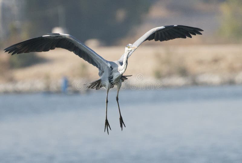 Big Bird flying in sky stock image. Image of wings, wildlife - 164945727