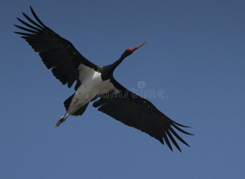 Big Bird flying in sky stock image. Image of nice, clouds - 164945733