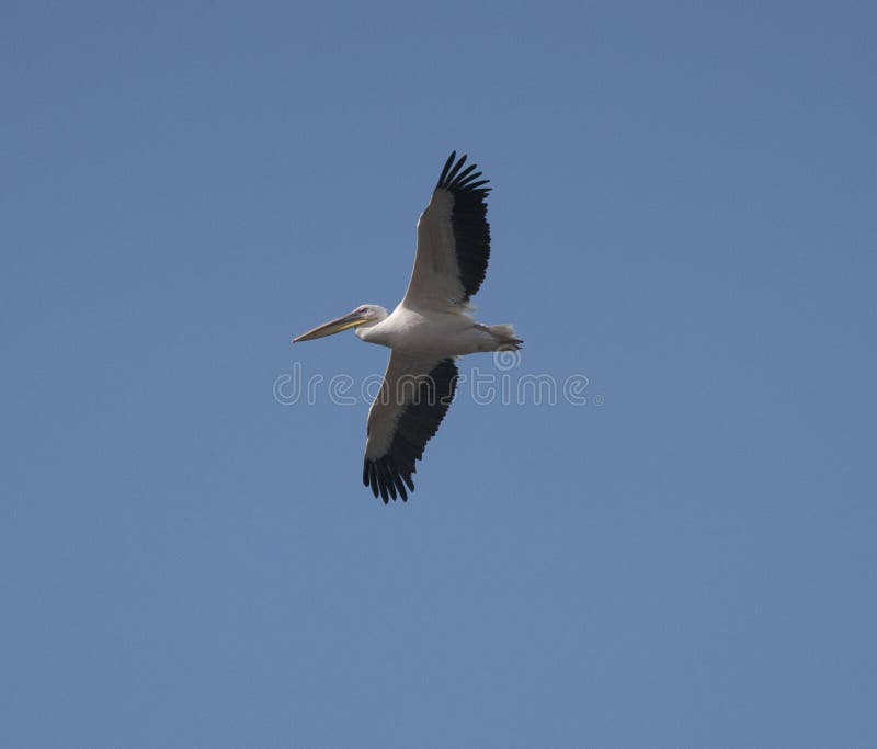 Big Bird flying in sky stock image. Image of nice, clouds - 164945733