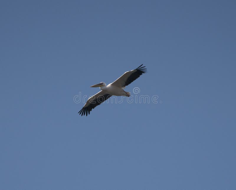 Big Bird flying in sky stock photo. Image of nice, blue - 165057222