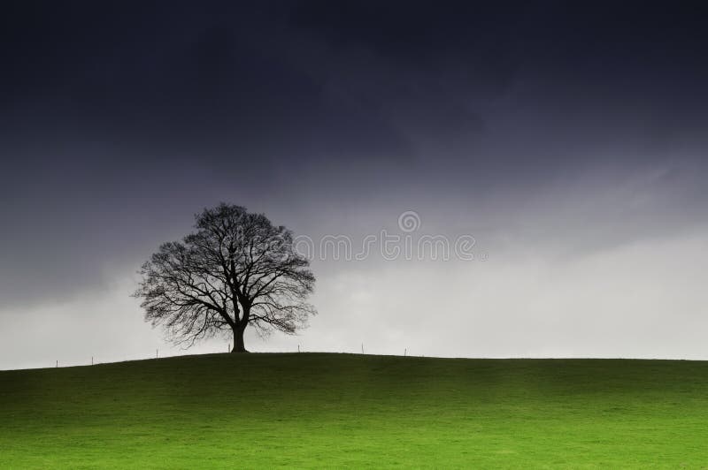 Nice Big Old Tree at Evening with Grass Stock Image - Image of skies ...