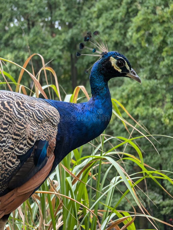 Nice big peacock stock image. Image of ceremony, bird - 341582501