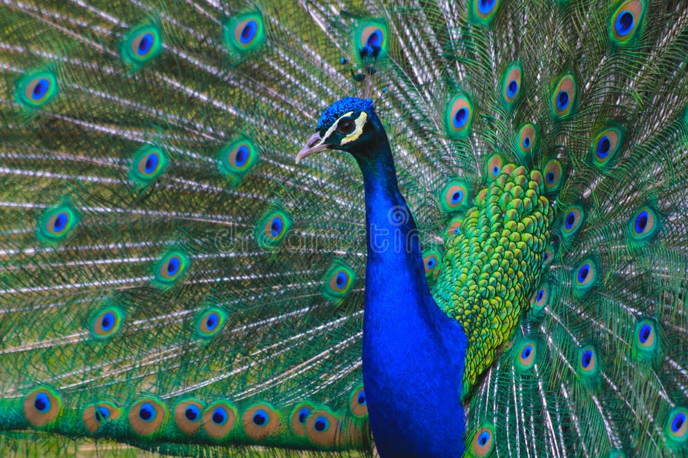 Nice big peacock stock photo. Image of male, elegance - 364390272