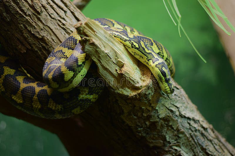 Snake on tree stock photo. Image of dangerous, terrarium - 115203380