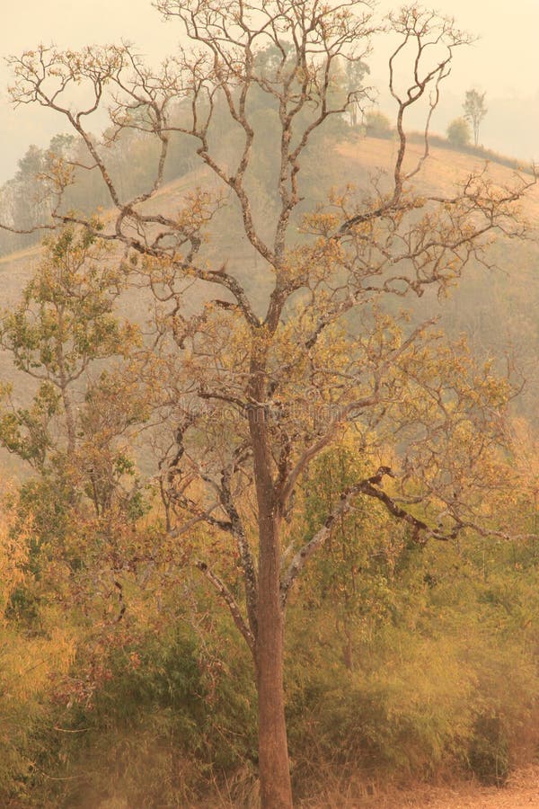 Nice big tree stock photo. Image of nice, blur, high - 50629806