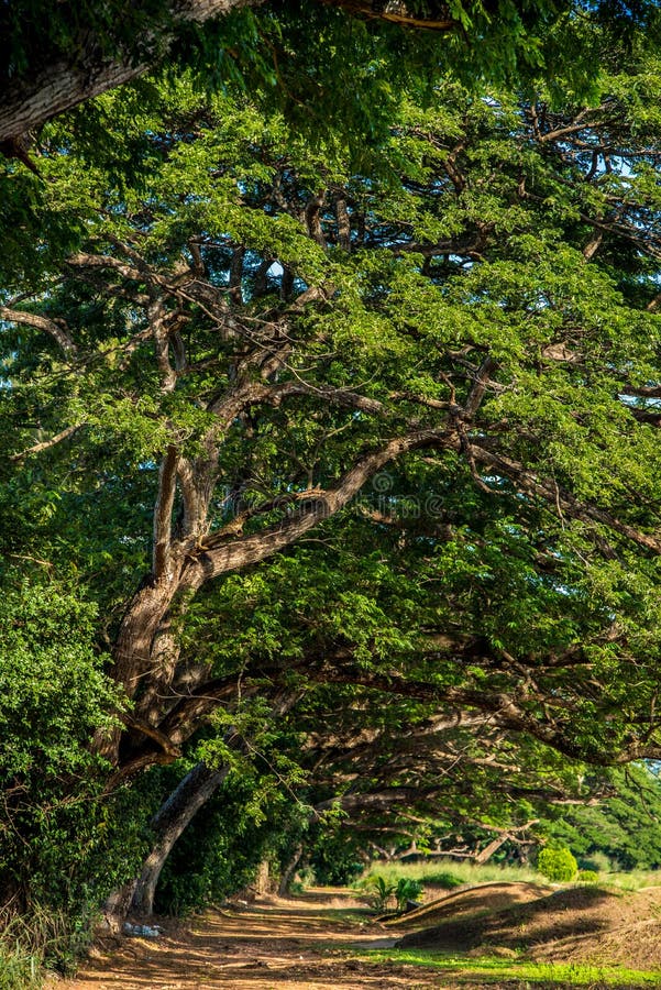 Nice Big Tree and Landscape Stock Image - Image of lush, beautiful ...