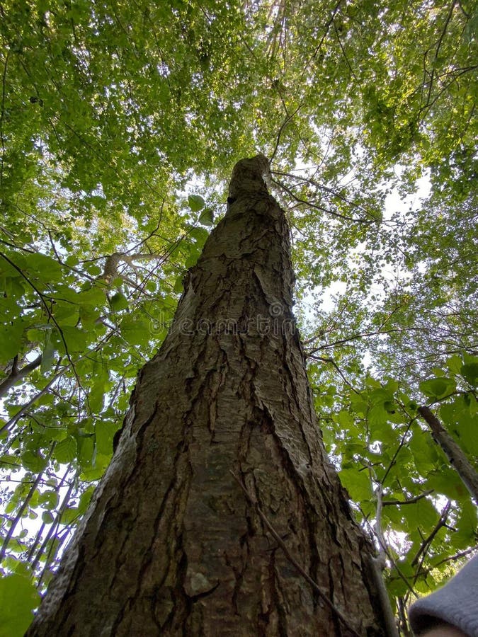 Nice big tree in a park stock image. Image of green - 183085771