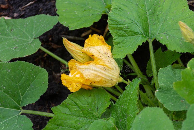 Nice Big Yellow Vegetable Bloom in the Garden Stock Photo - Image of ...