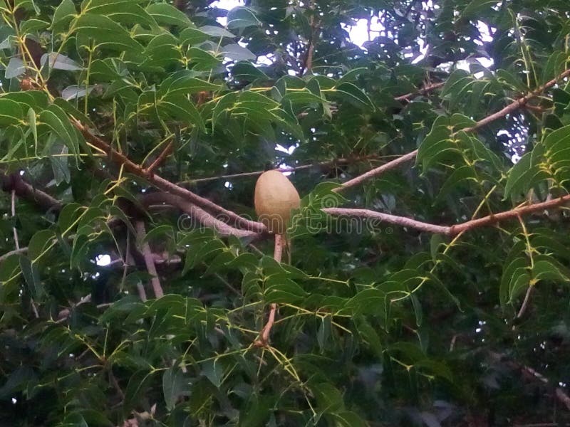 Bwon Bird Stock Photos - Free & Royalty-Free Stock Photos from Dreamstime