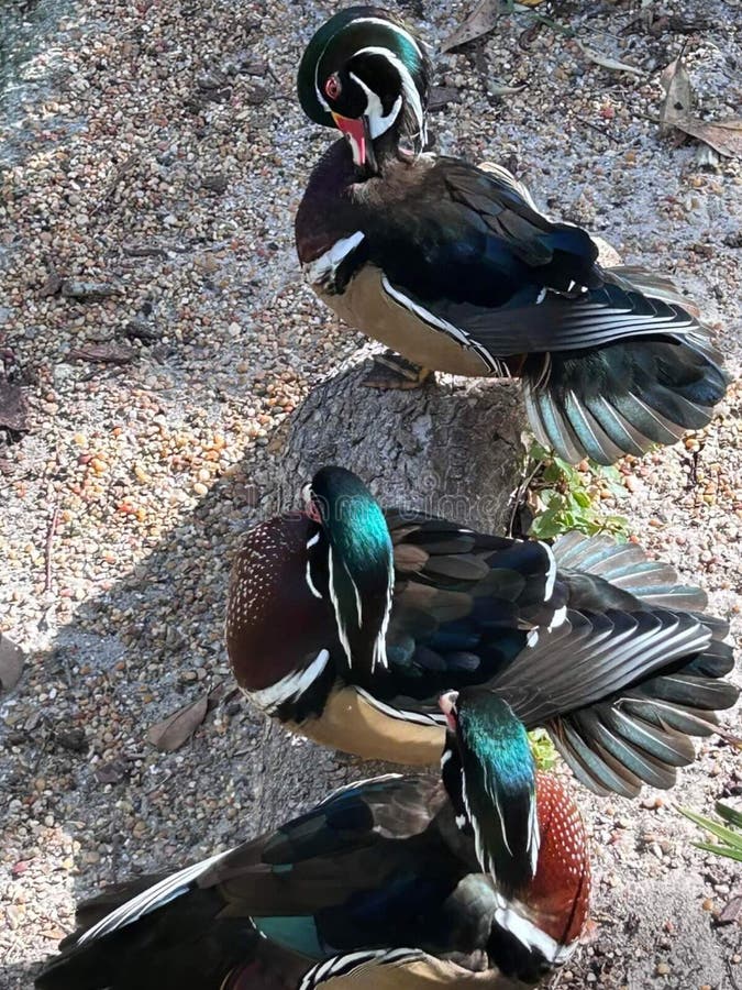 Nice Birds Dancing stock image. Image of birds, colorbirds - 318094295