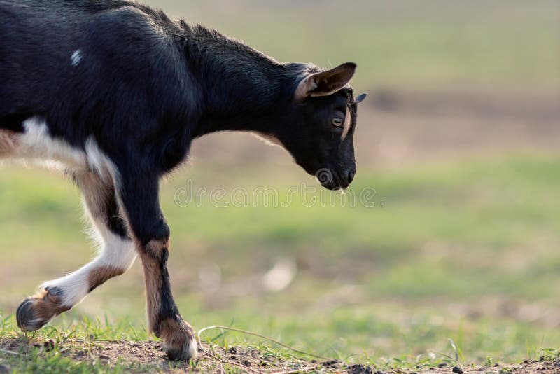 Nice Black Goatling Portrait in Profile Stock Image - Image of herd ...