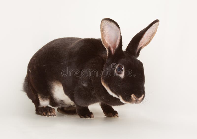 Nice Black Otter Rabbit Rodent Pet Stock Photo - Image of domestic ...