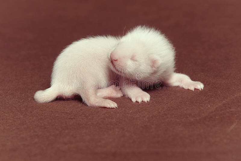 Nice Champagne Ferret Posing on Moss Deep in Summer Forest Stock Photo ...