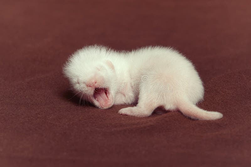 Blind Ferret Baby in Human Loving Hands Stock Photo - Image of ferret ...