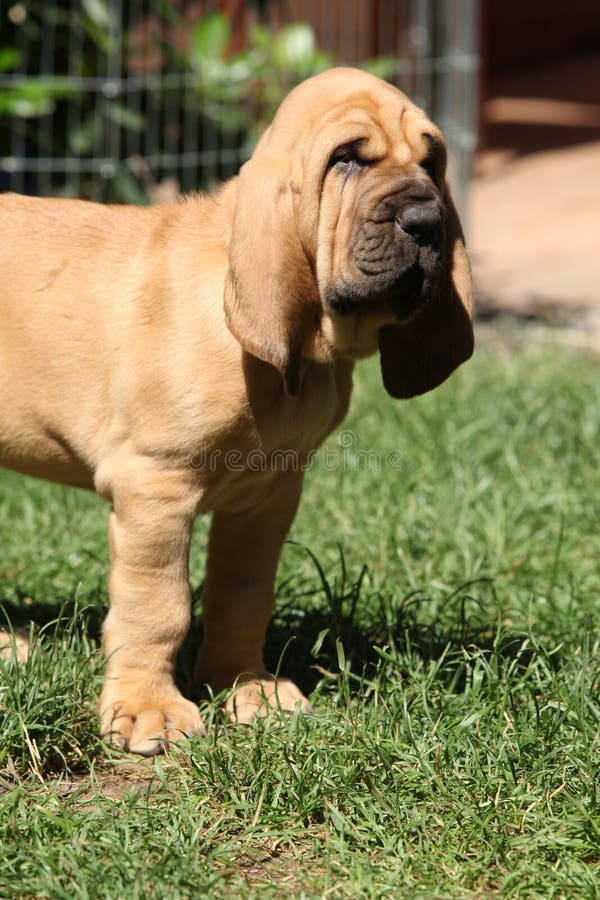 Nice bloodhound puppy stock image. Image of little, mammal - 77309355