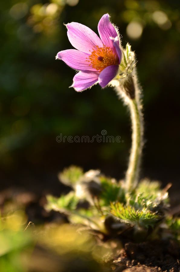 Nice bloom pasqueflower stock photo. Image of nice, color - 39331488