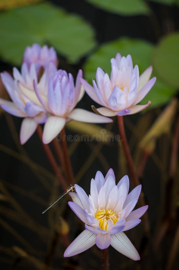 Nice blooming lotus flower stock photo. Image of leaf - 101005920