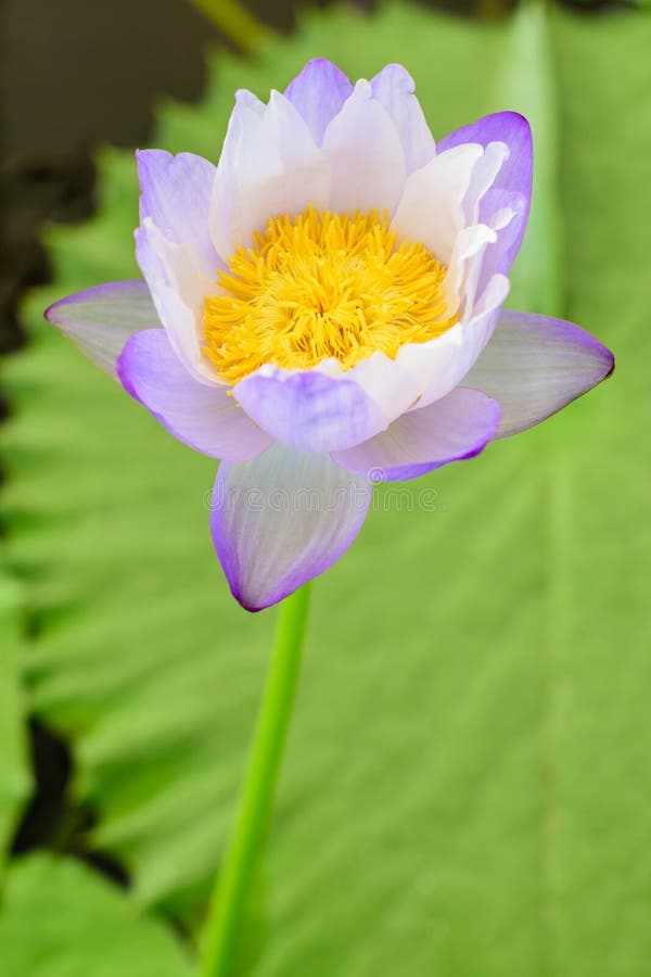 Nice blooming lotus flower stock image. Image of yellow - 96731519