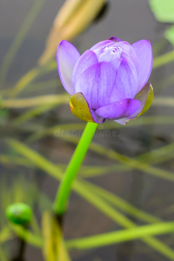 Nice blooming lotus flower stock image. Image of pool - 96732013