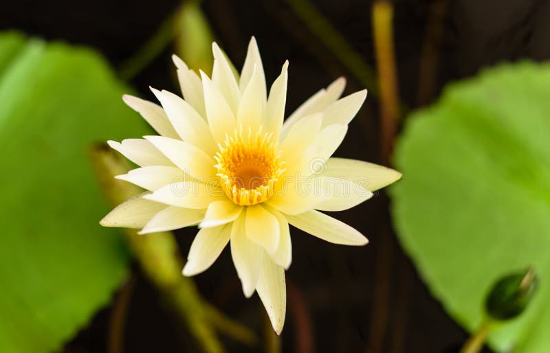Nice blooming lotus flower stock image. Image of beauty - 96795887