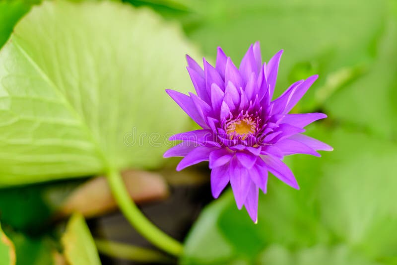 Nice blooming lotus flower stock photo. Image of asian - 96812318