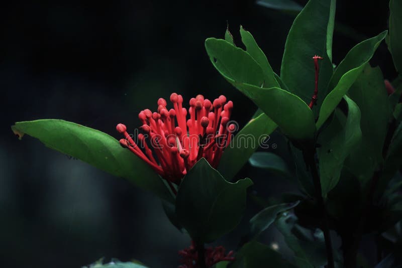Flower of Manipur stock photo. Image of leaf, travel - 122576748